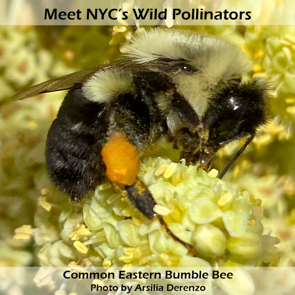 Bee extinction: Why we're saving the wrong bees - NYC Pollinator ...