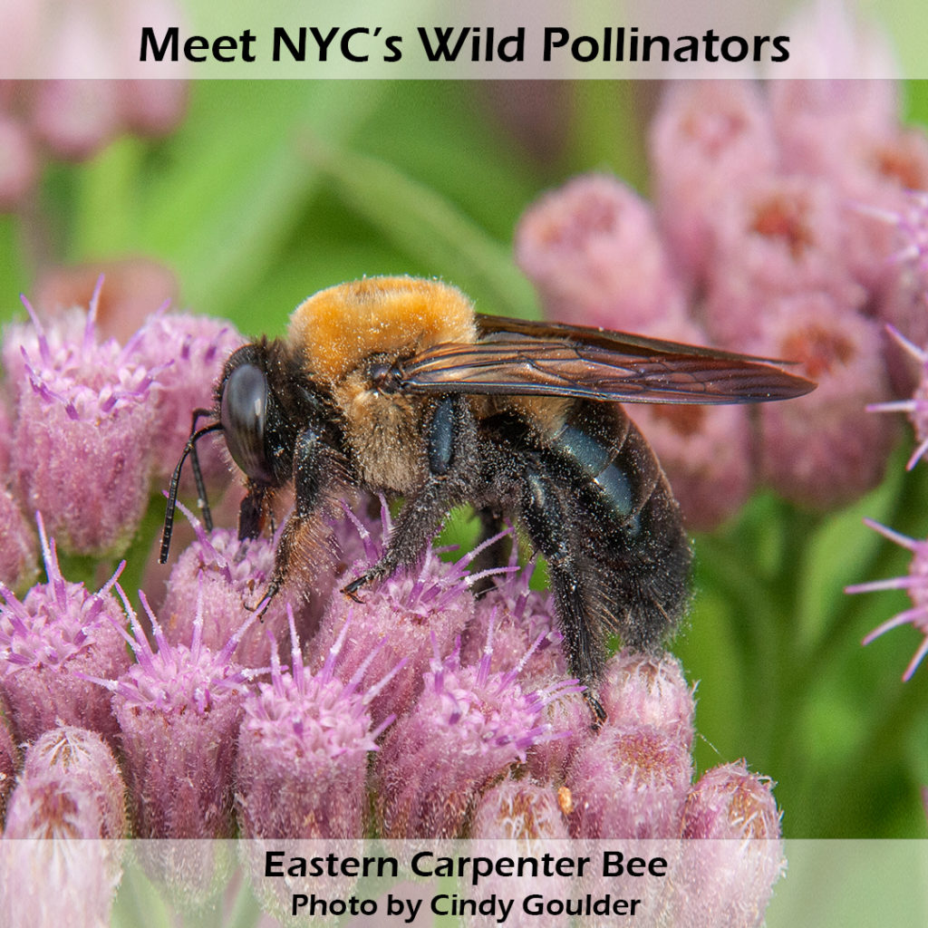 Meet the Native Pollinators: Eastern Carpenter Bee – NYC Pollinators