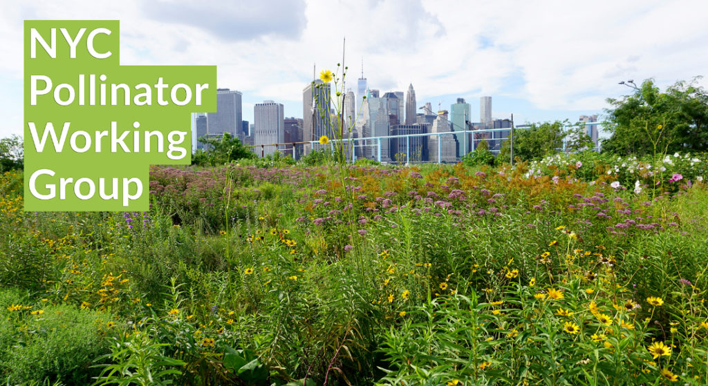 NYC Pollinator Working Group – Supporting the wild pollinators of New ...